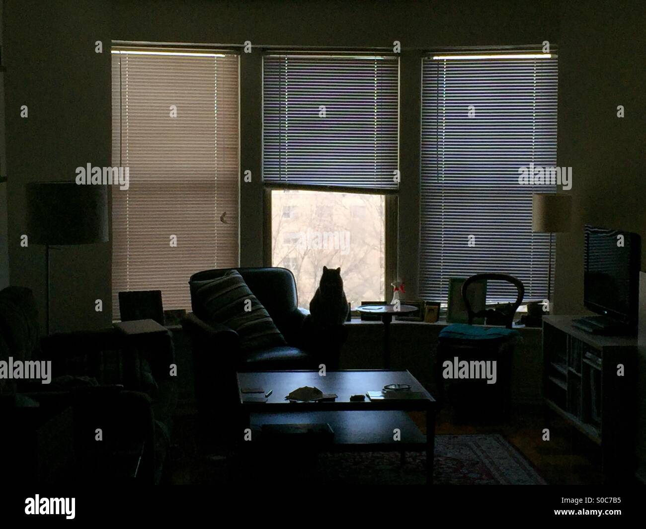 An ominous looking photo of a cat silhouette in a window Stock Photo ...