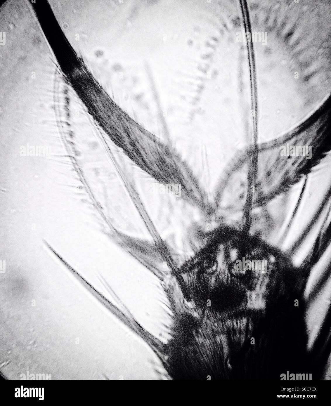 Insect And Microscope High Resolution Stock Photography and Images - Alamy