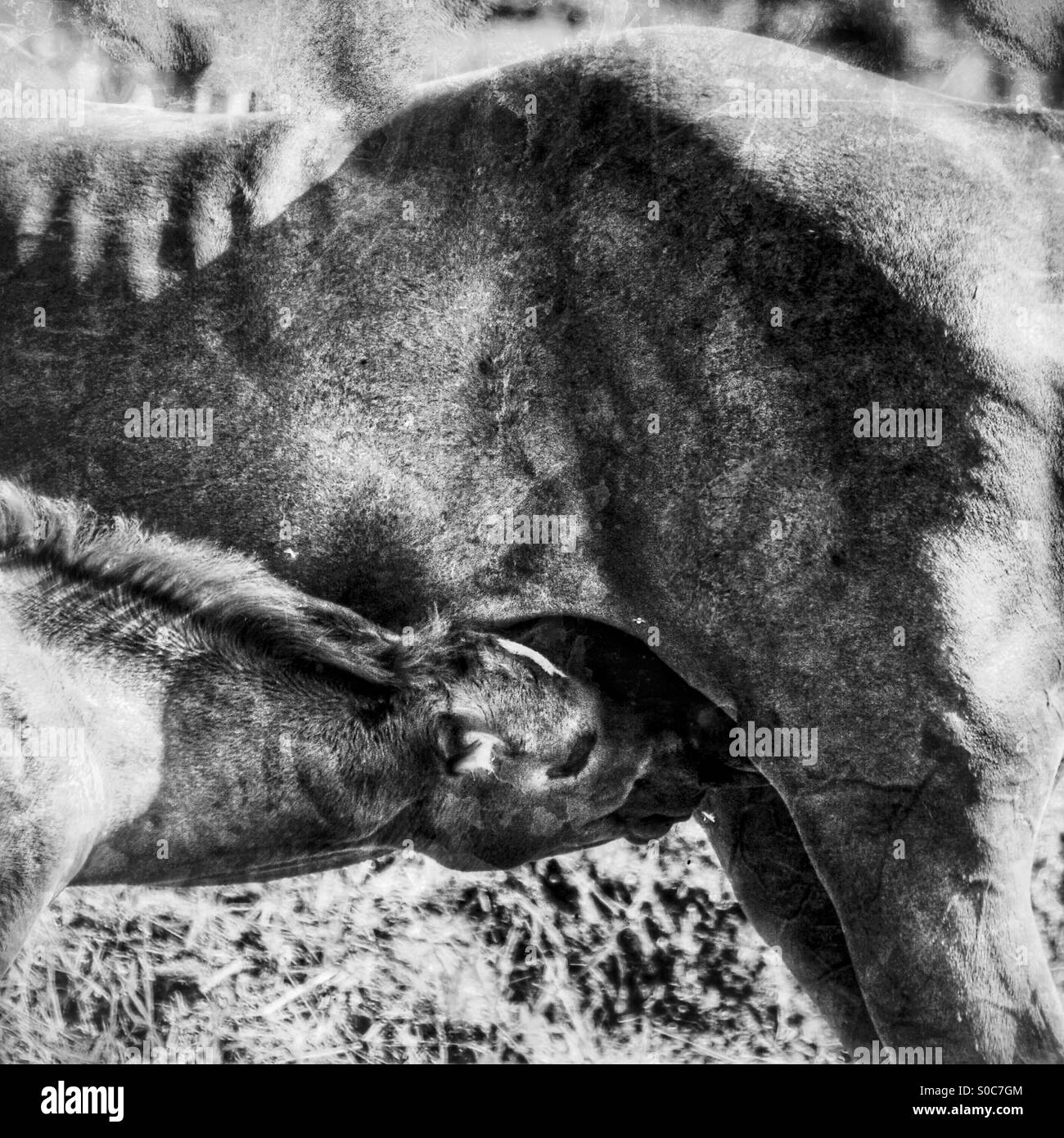 From mother nature Black and White Stock Photos & Images - Alamy