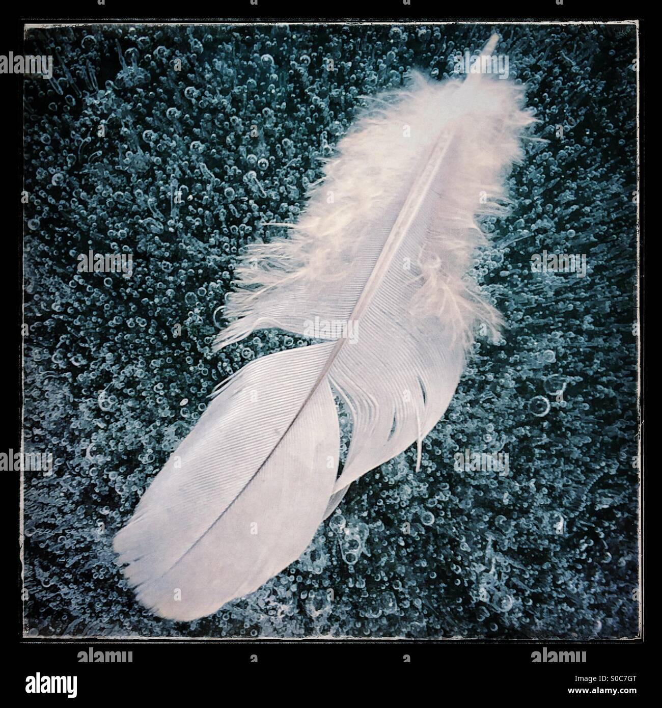 A white feather lying on blue background of frozen ice Stock Photo - Alamy