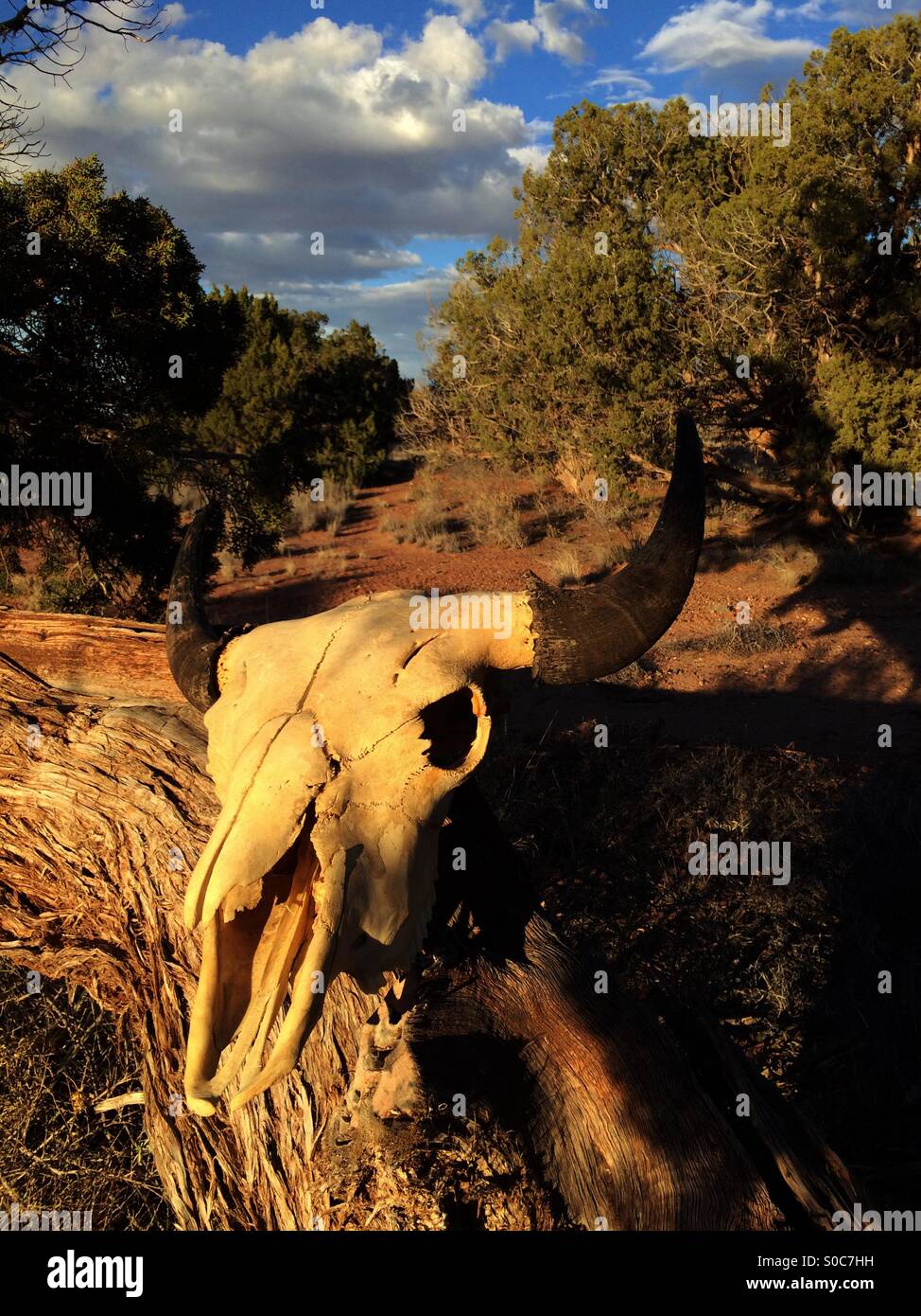Bison skull hi-res stock photography and images - Alamy