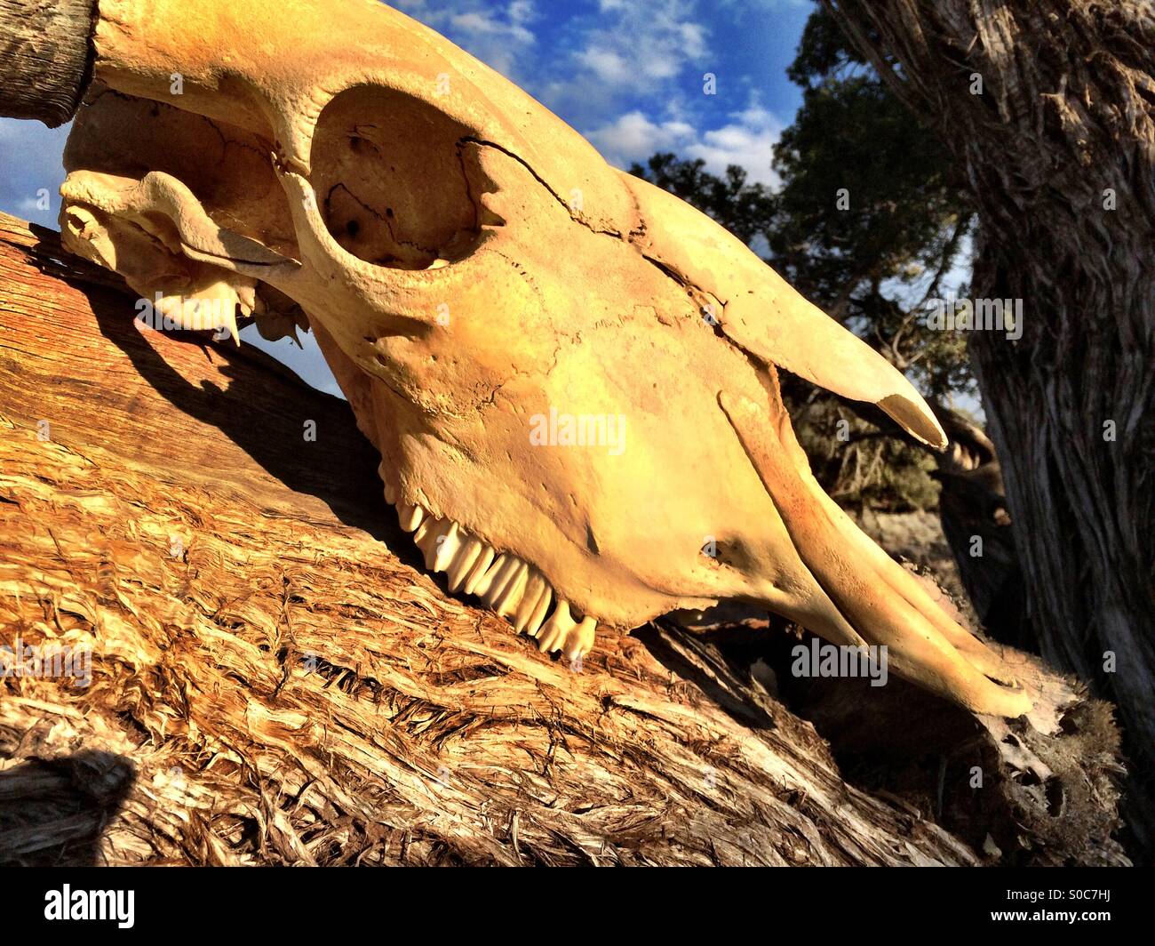 Bison skull hi-res stock photography and images - Alamy