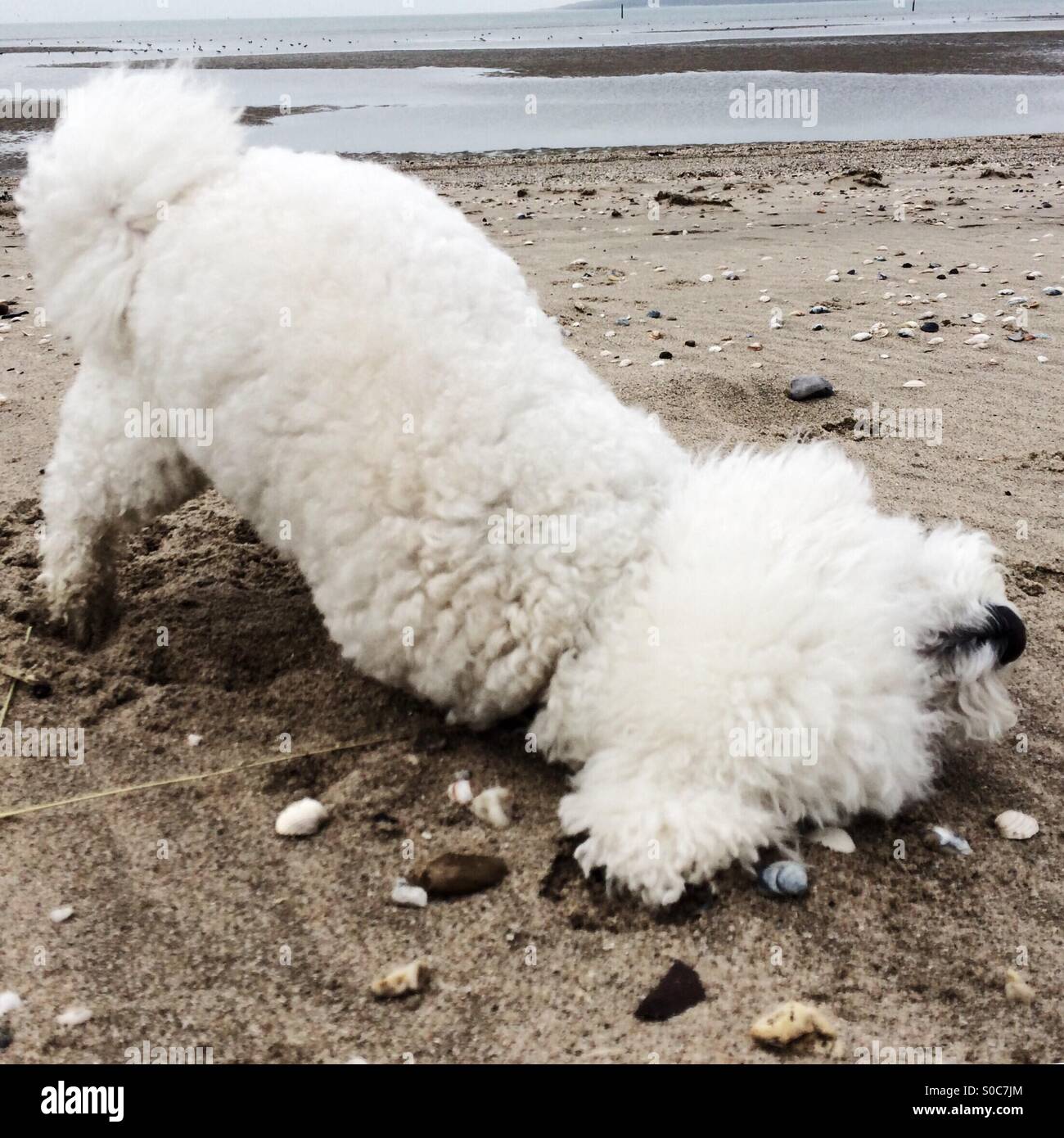 Down dog hi-res stock photography and images - Alamy