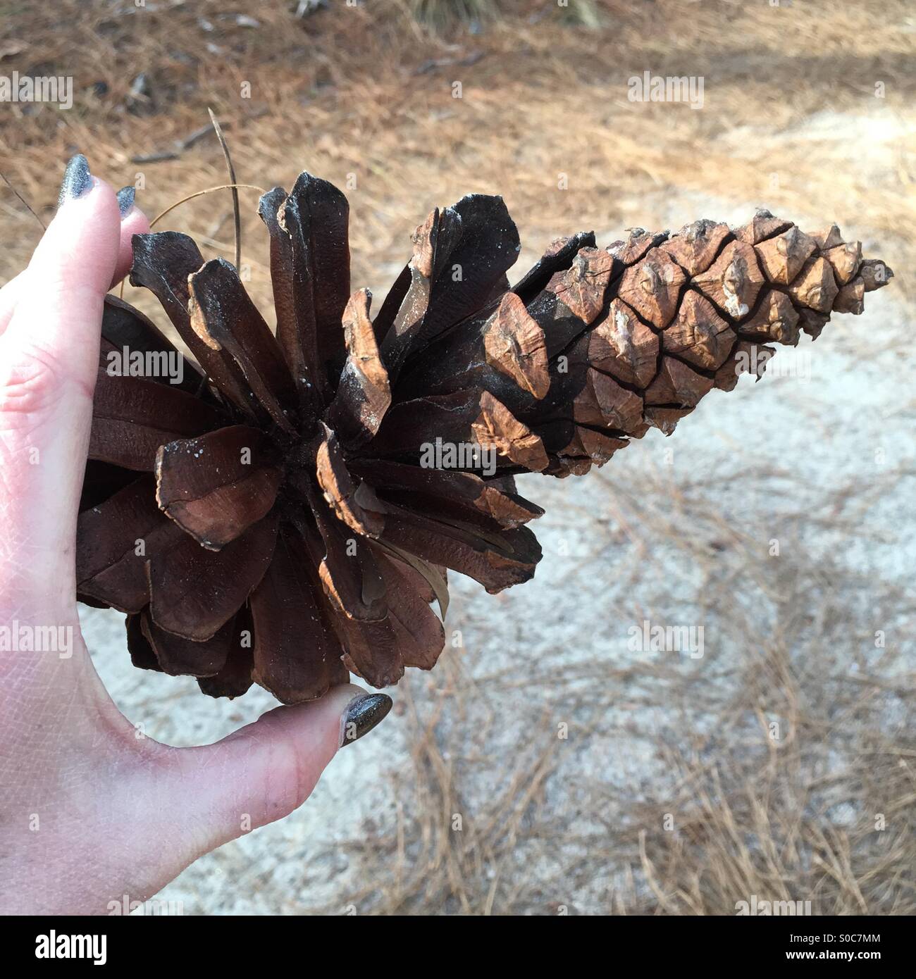 Pick up a pine cone hi-res stock photography and images - Alamy