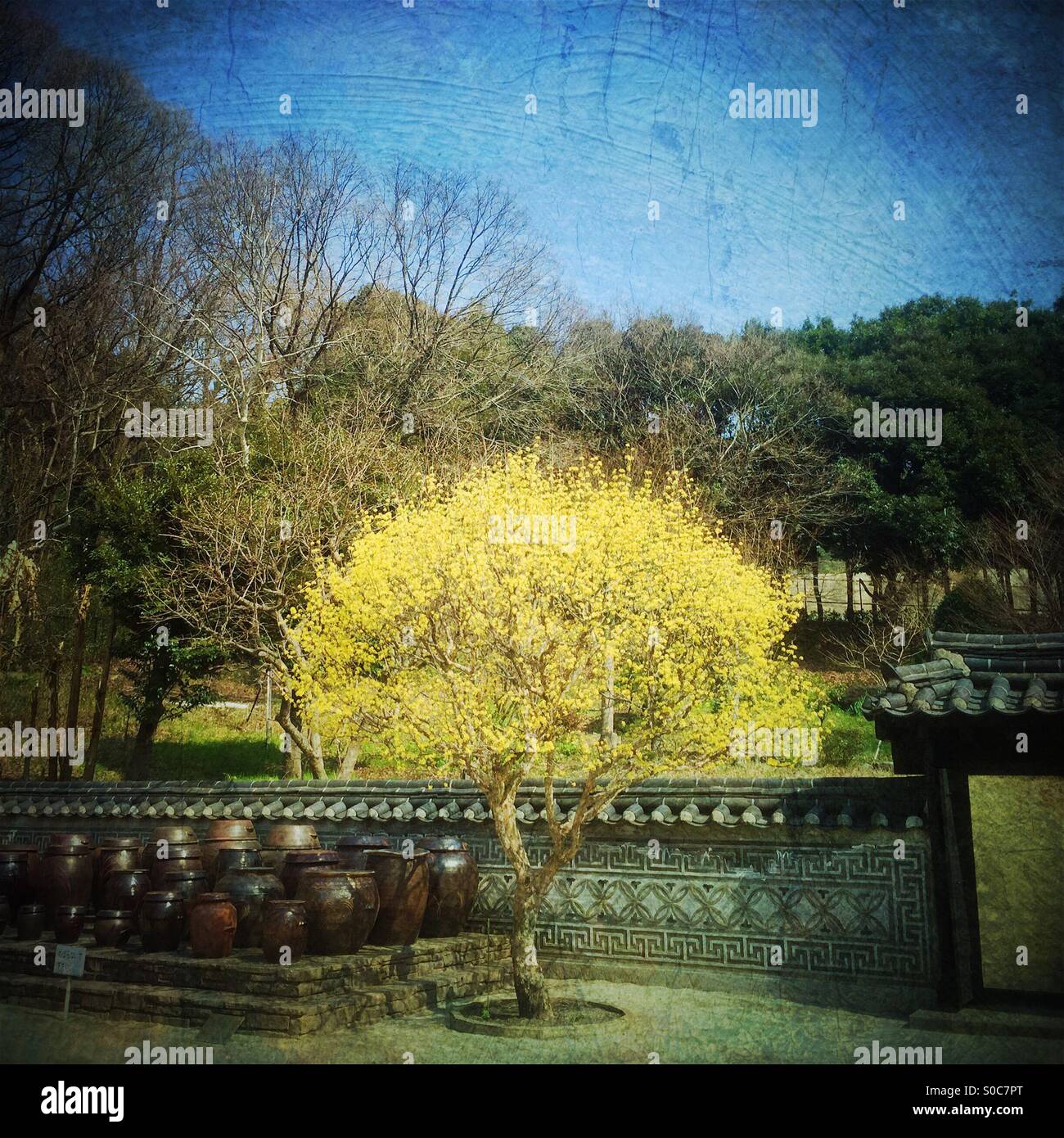 Textured Spring scene with yellow Cornus officinalis, a species of ...