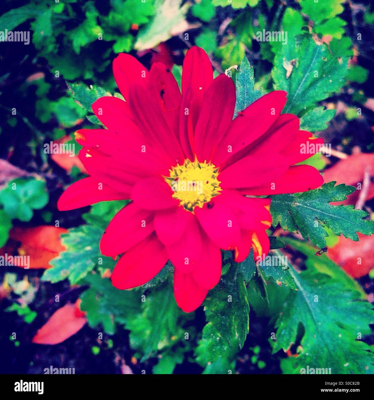 Gardening best flower photo hi-res stock photography and images - Alamy