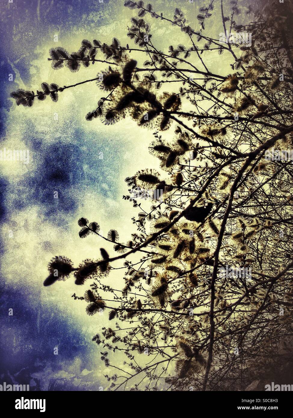 Spring catkins on a tree Stock Photo - Alamy