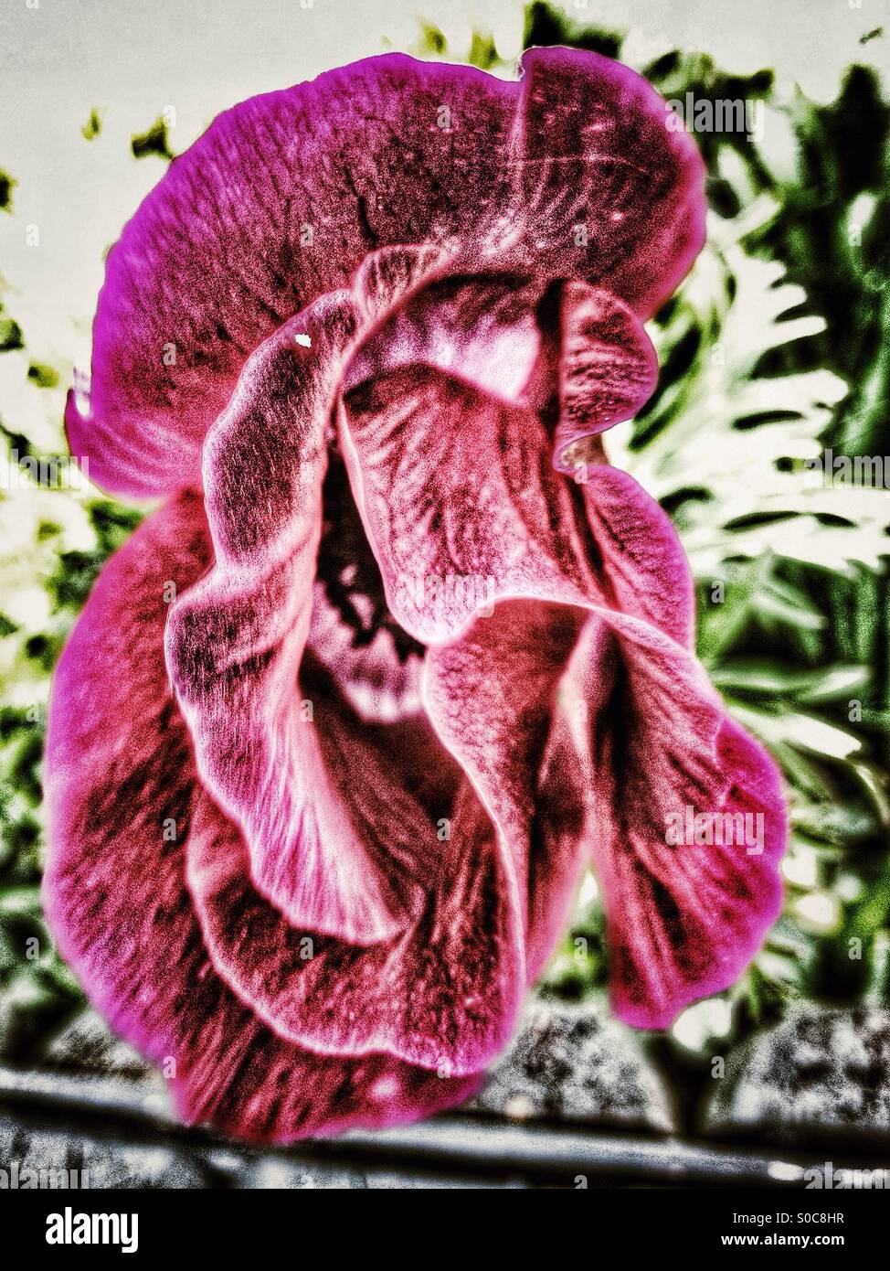 Drooping flower hi-res stock photography and images - Alamy