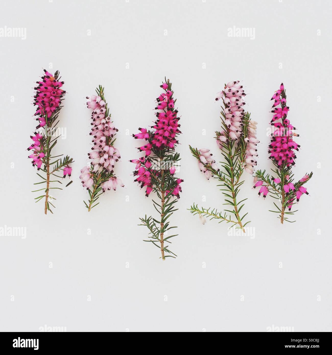 Scottish heather hi-res stock photography and images - Alamy