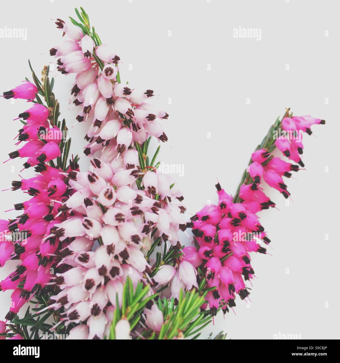 Scottish flora hi-res stock photography and images - Alamy