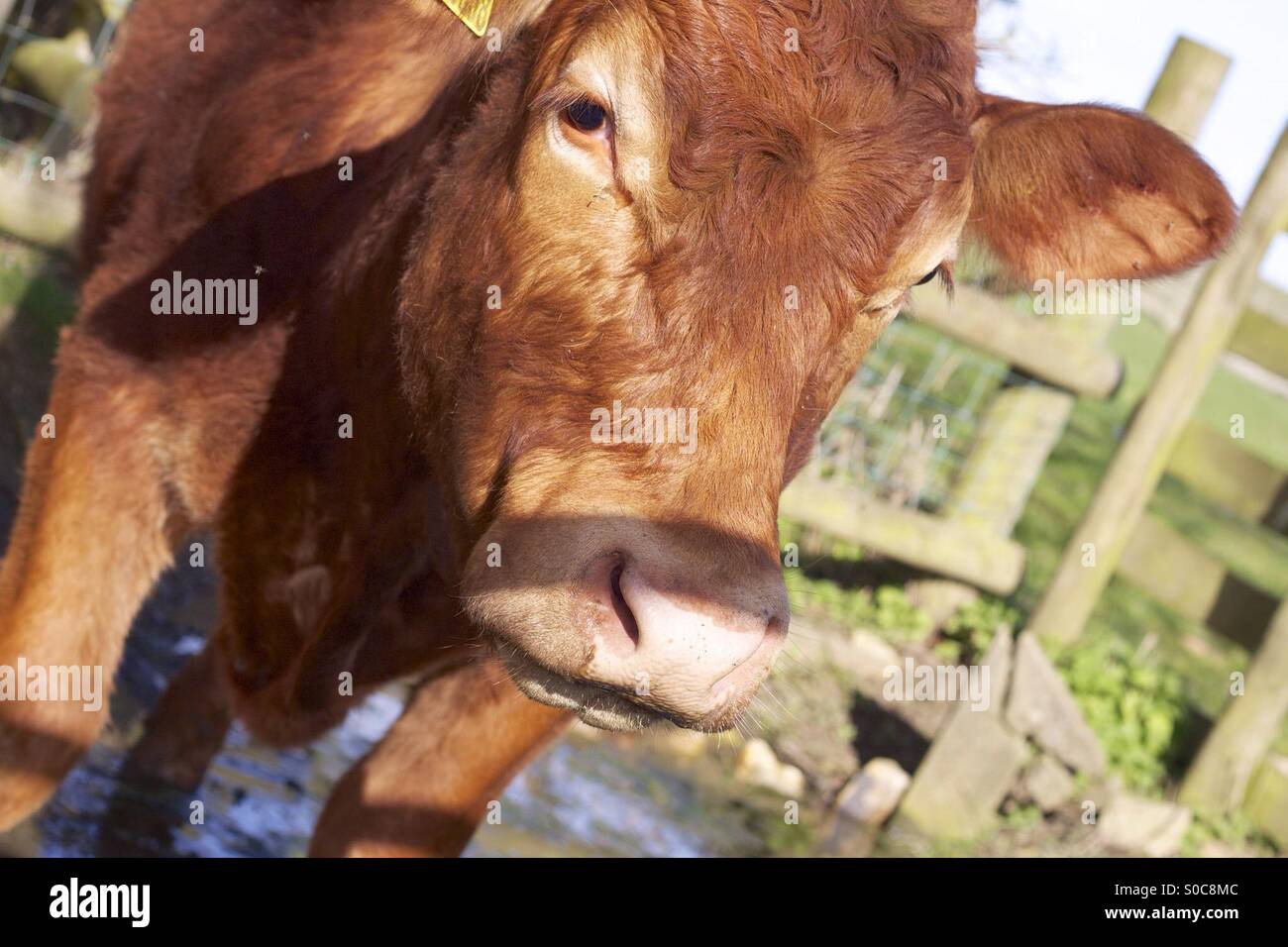 Have you herd Stock Photo - Alamy