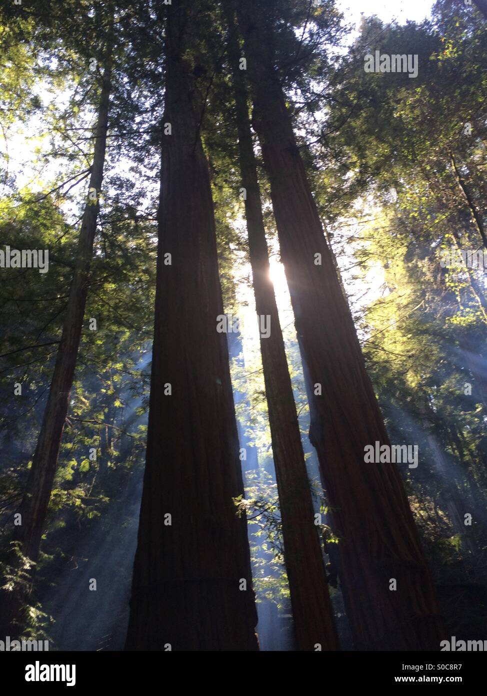Morning sun among the tall trees in a California redwood forest Stock ...