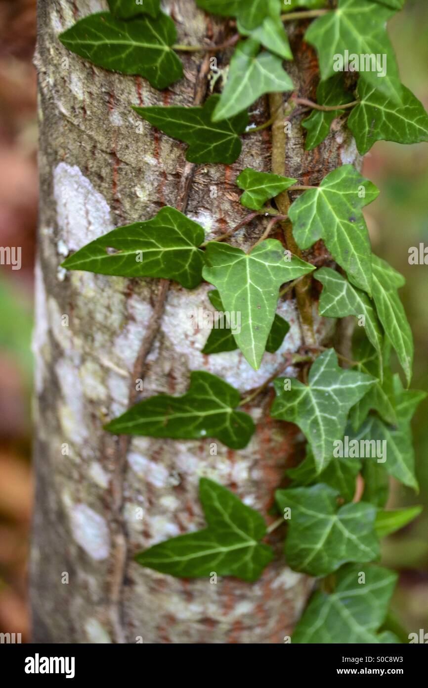 Growing up a tree hi-res stock photography and images - Alamy