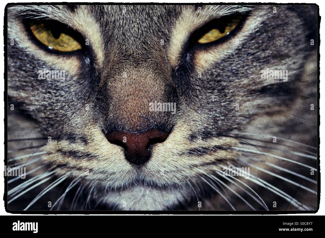 Boss cat hi-res stock photography and images - Alamy