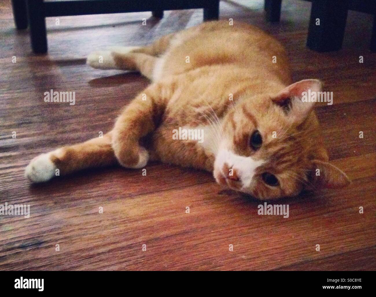 Tired cat hi-res stock photography and images - Alamy