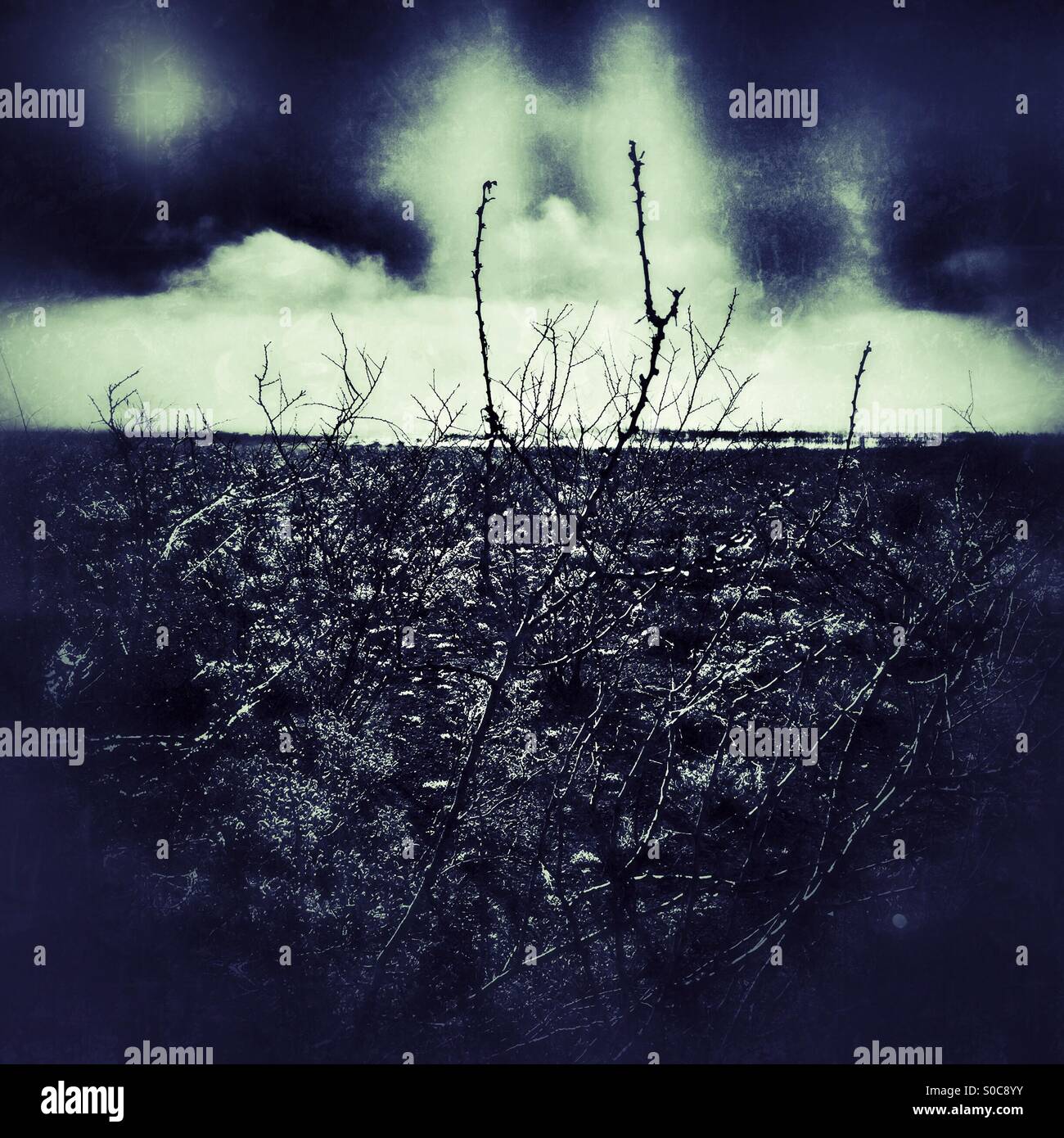 Plants and fog hi-res stock photography and images - Alamy