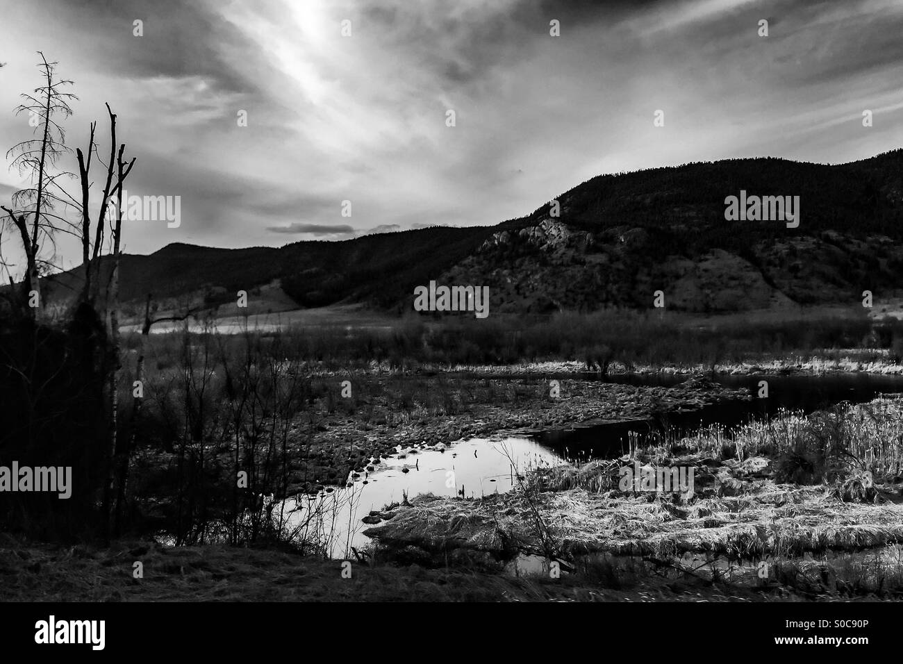 Marshy landscape in black and white Stock Photo - Alamy