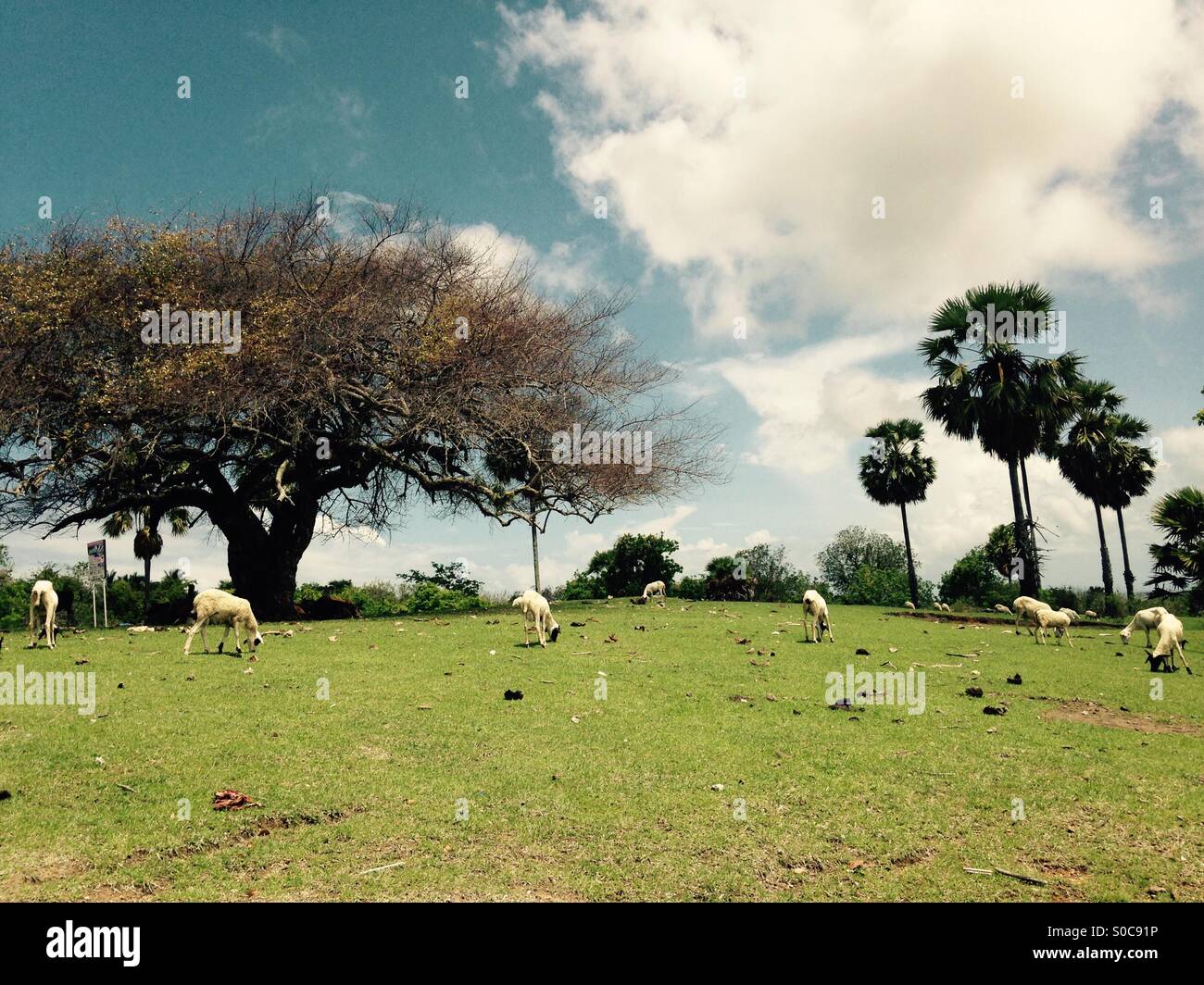 Rote Island High Resolution Stock Photography and Images - Alamy