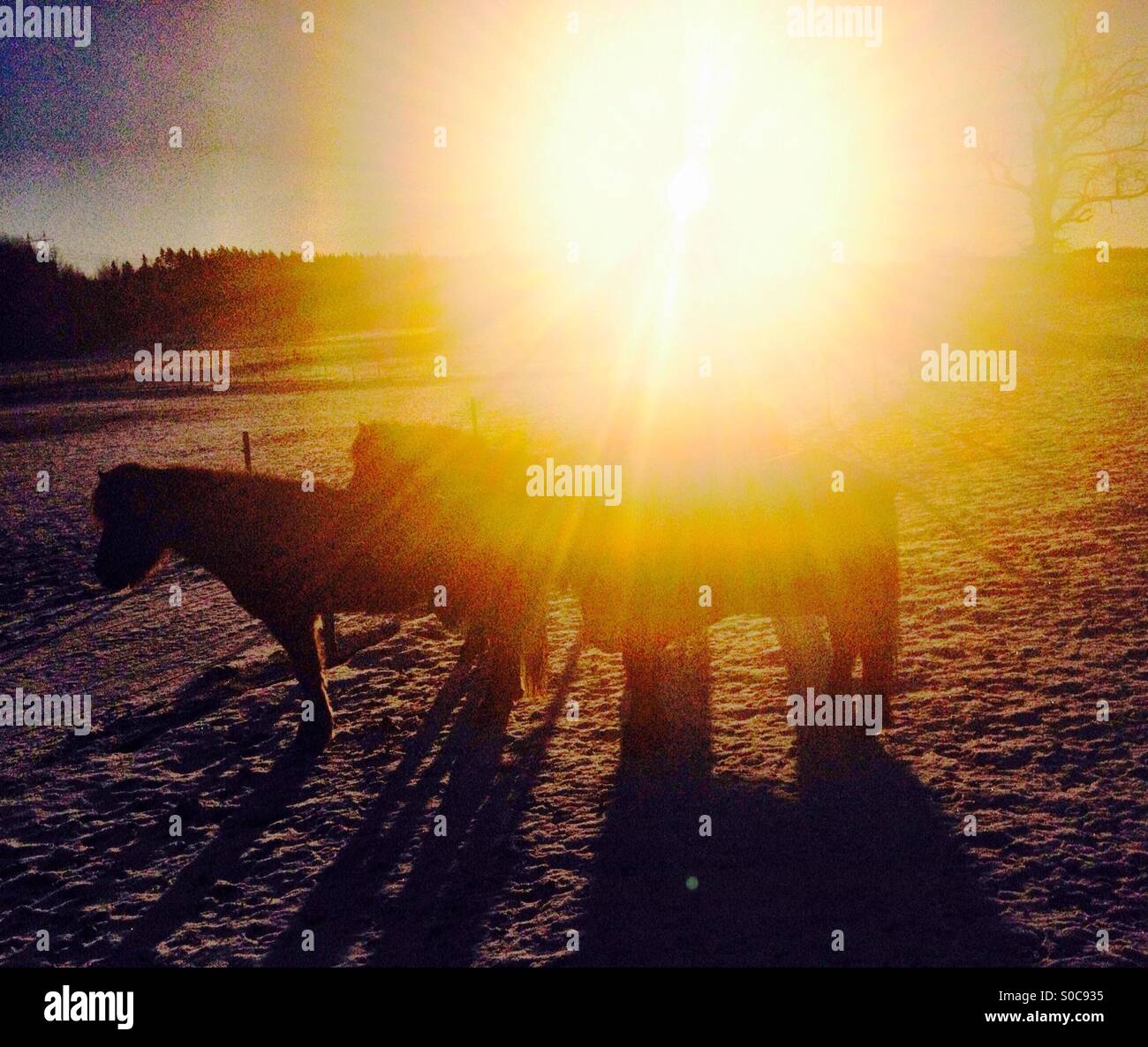 Sunshine and horses hi-res stock photography and images - Alamy