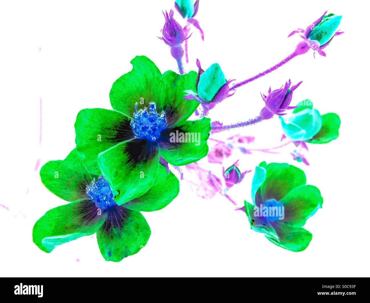 Inverted Colours High Resolution Stock Photography and Images - Alamy