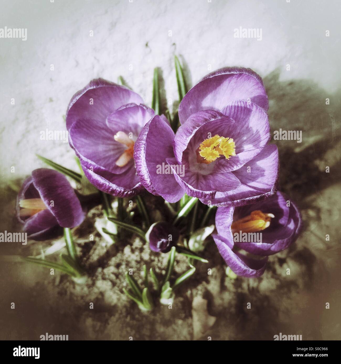 Spring crocus blooms Stock Photo - Alamy