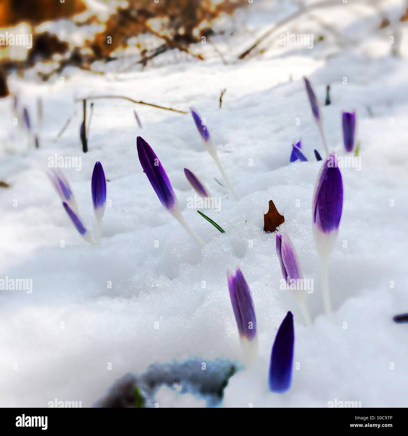 Crocuses and snow and emerging hi-res stock photography and images - Alamy