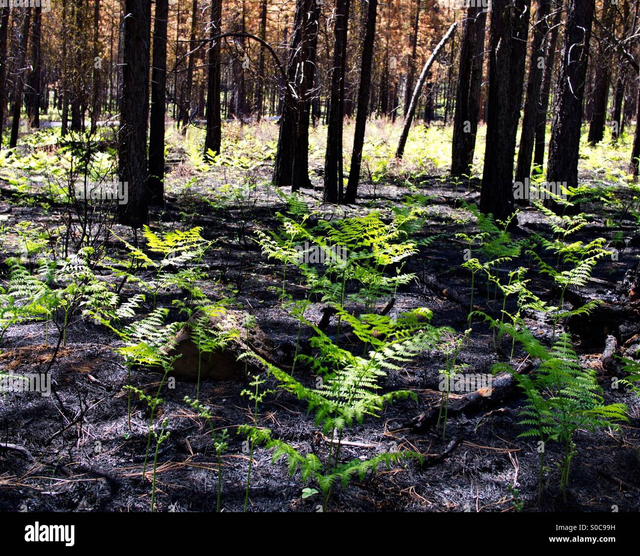 Ferns in the burn Stock Photo - Alamy