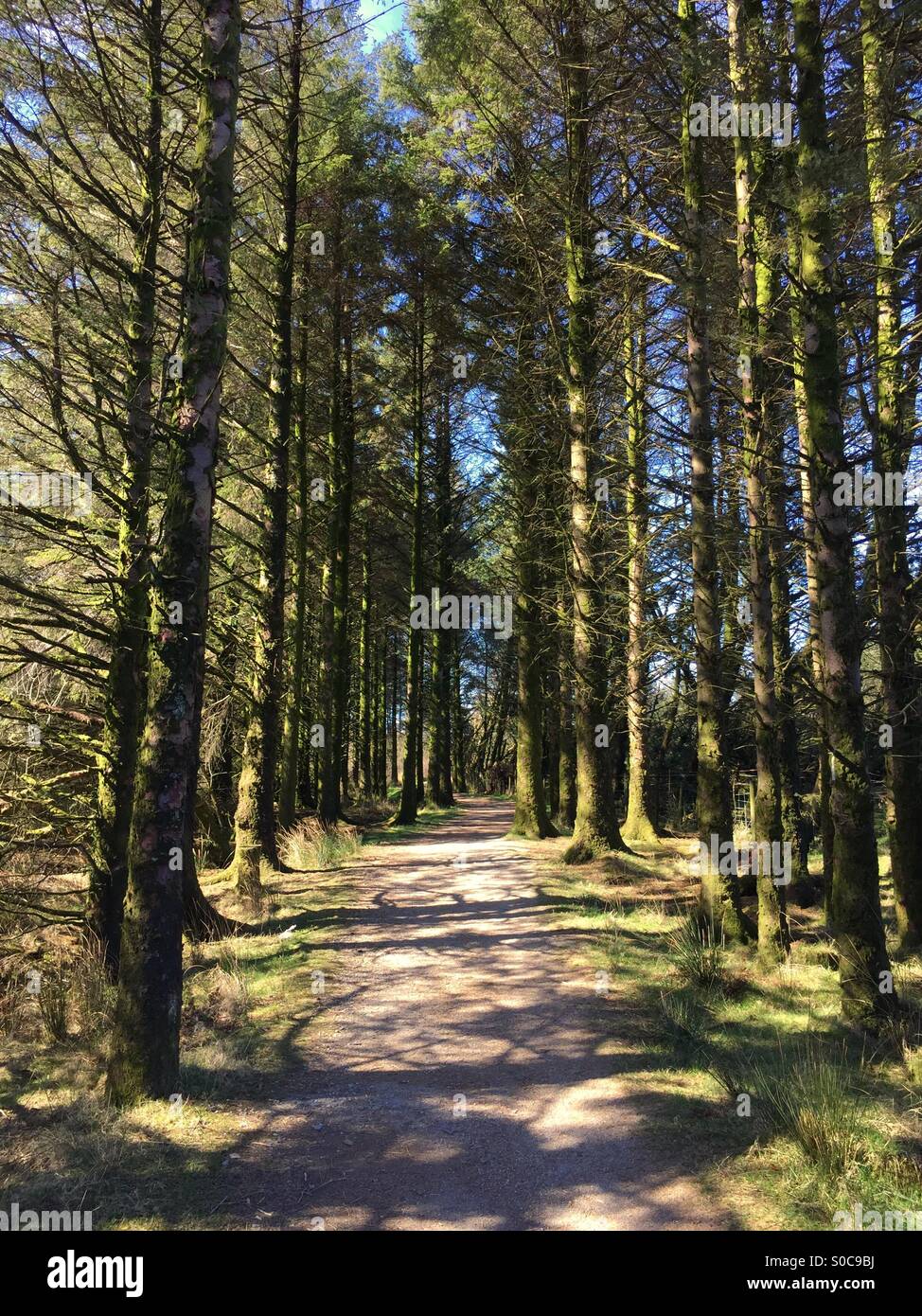 Path through the trees hi-res stock photography and images - Alamy