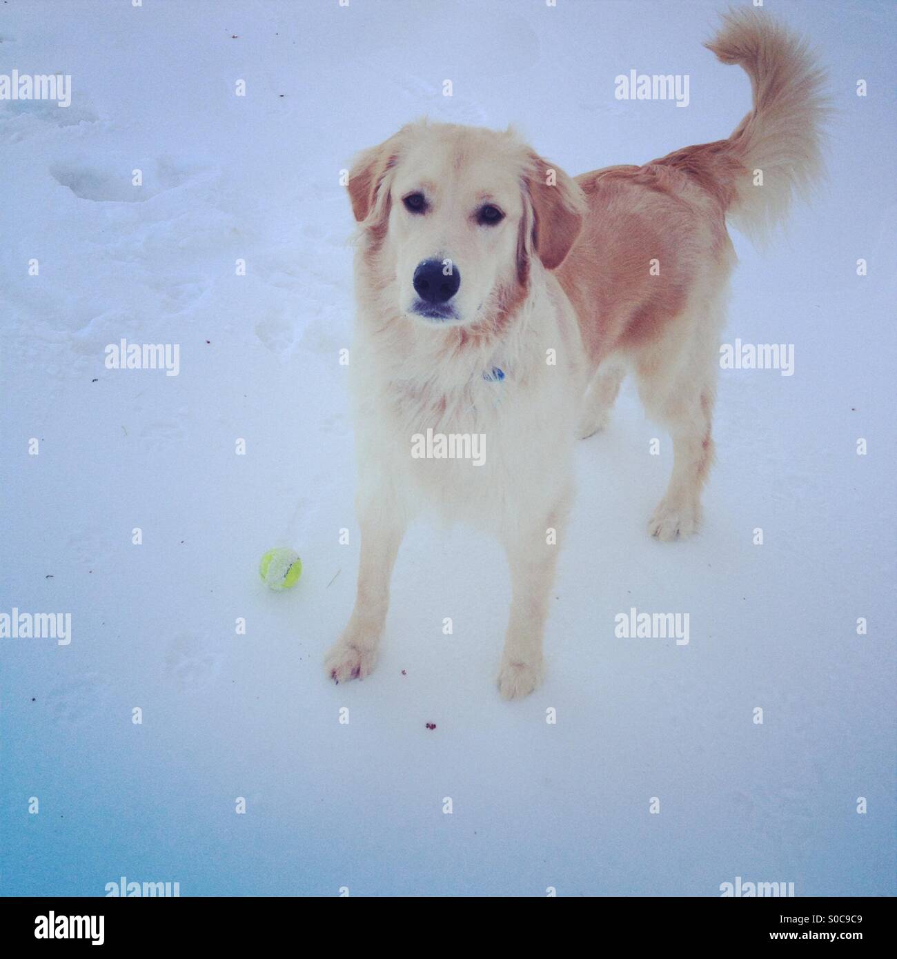 One year old golden retriever hi-res stock photography and images - Alamy