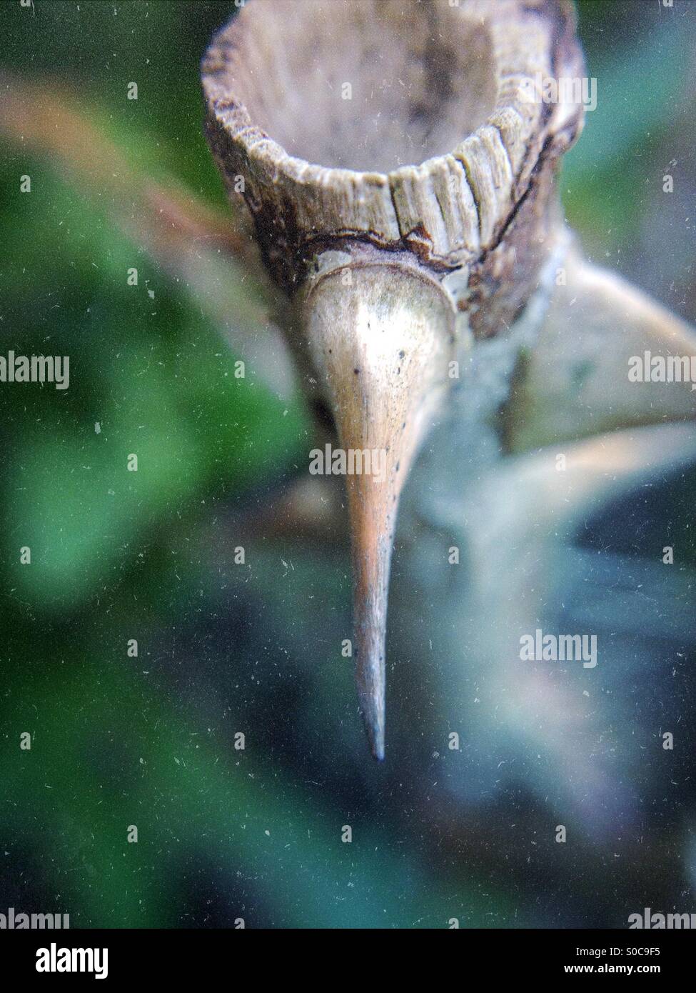 Rose thorn hi-res stock photography and images - Alamy