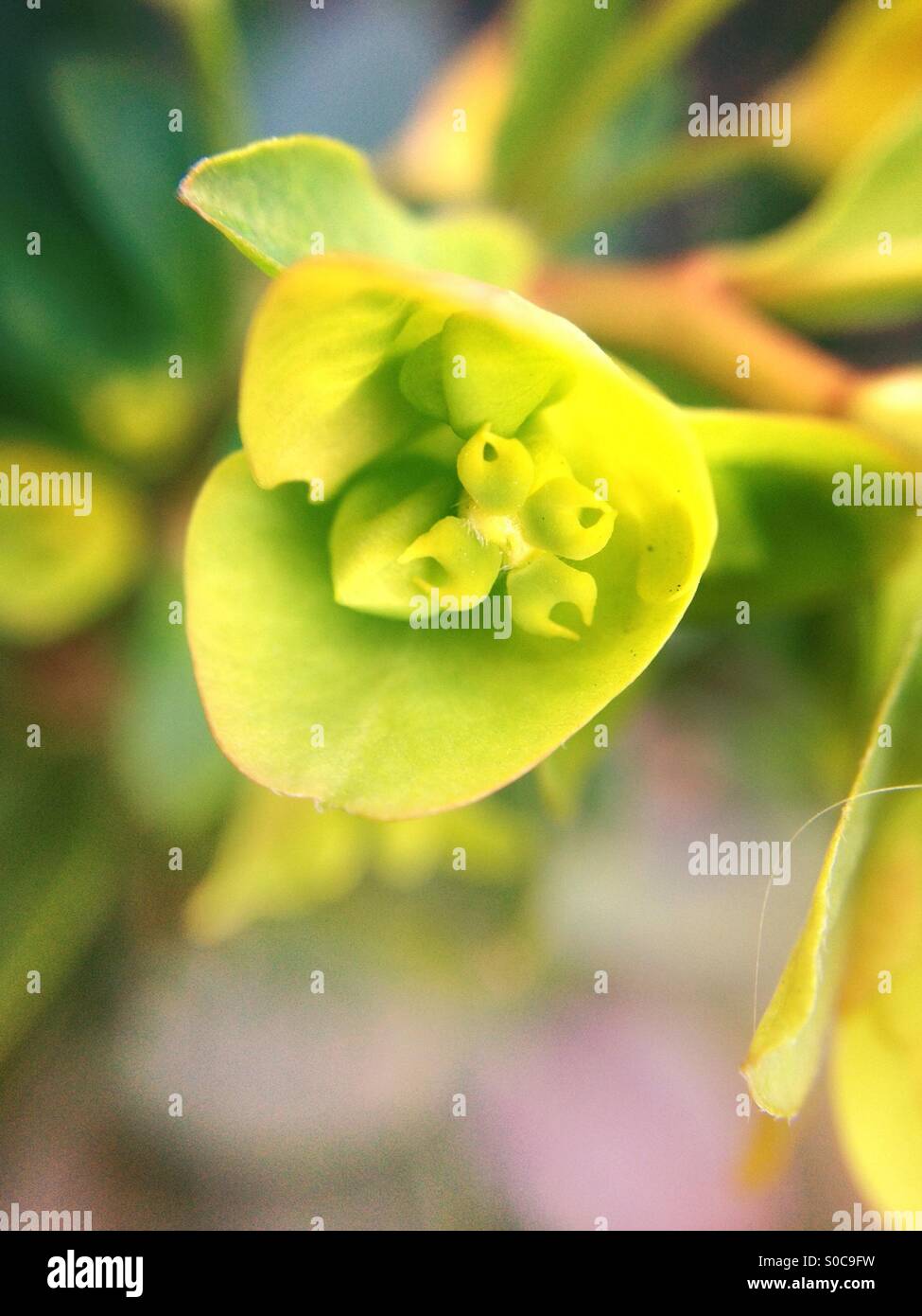 Leafy spurge hi-res stock photography and images - Alamy