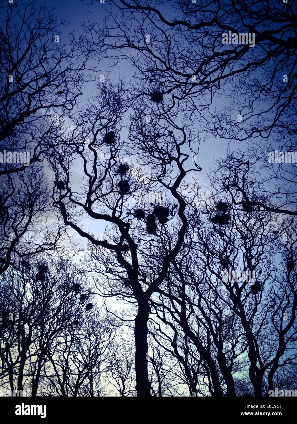 Rook Nests High Resolution Stock Photography and Images - Alamy