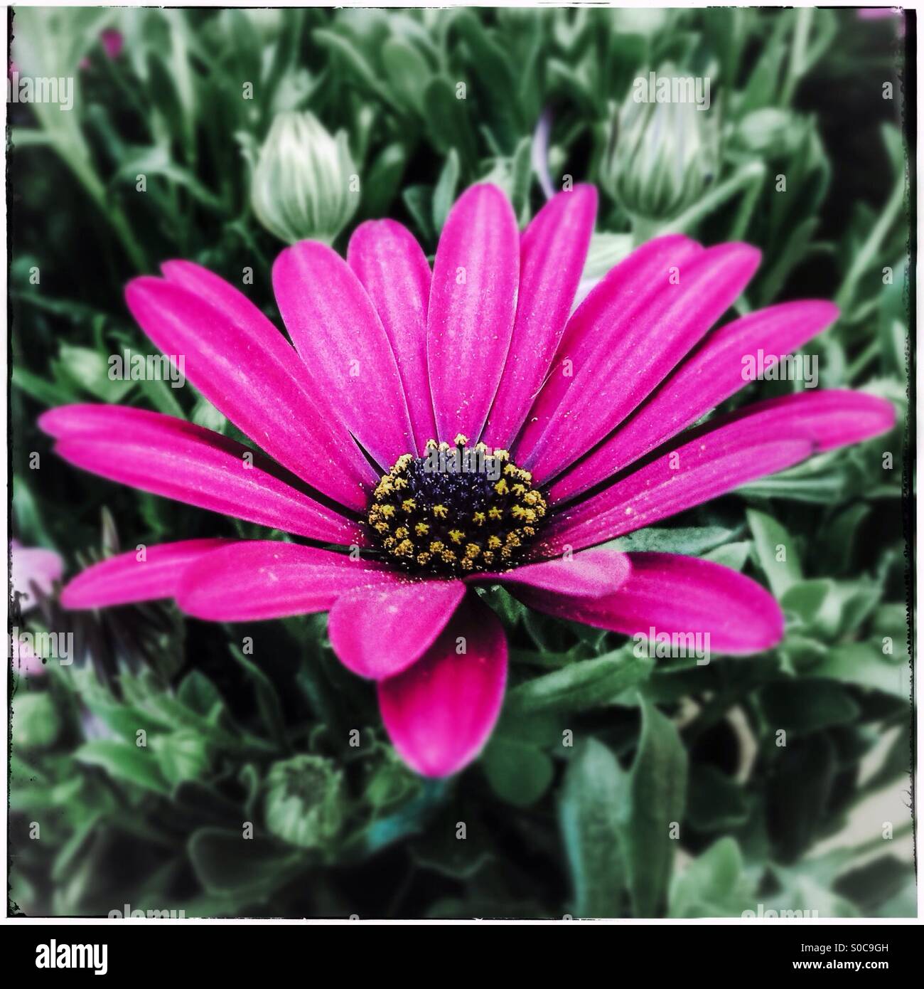 Spring pink flower Stock Photo - Alamy