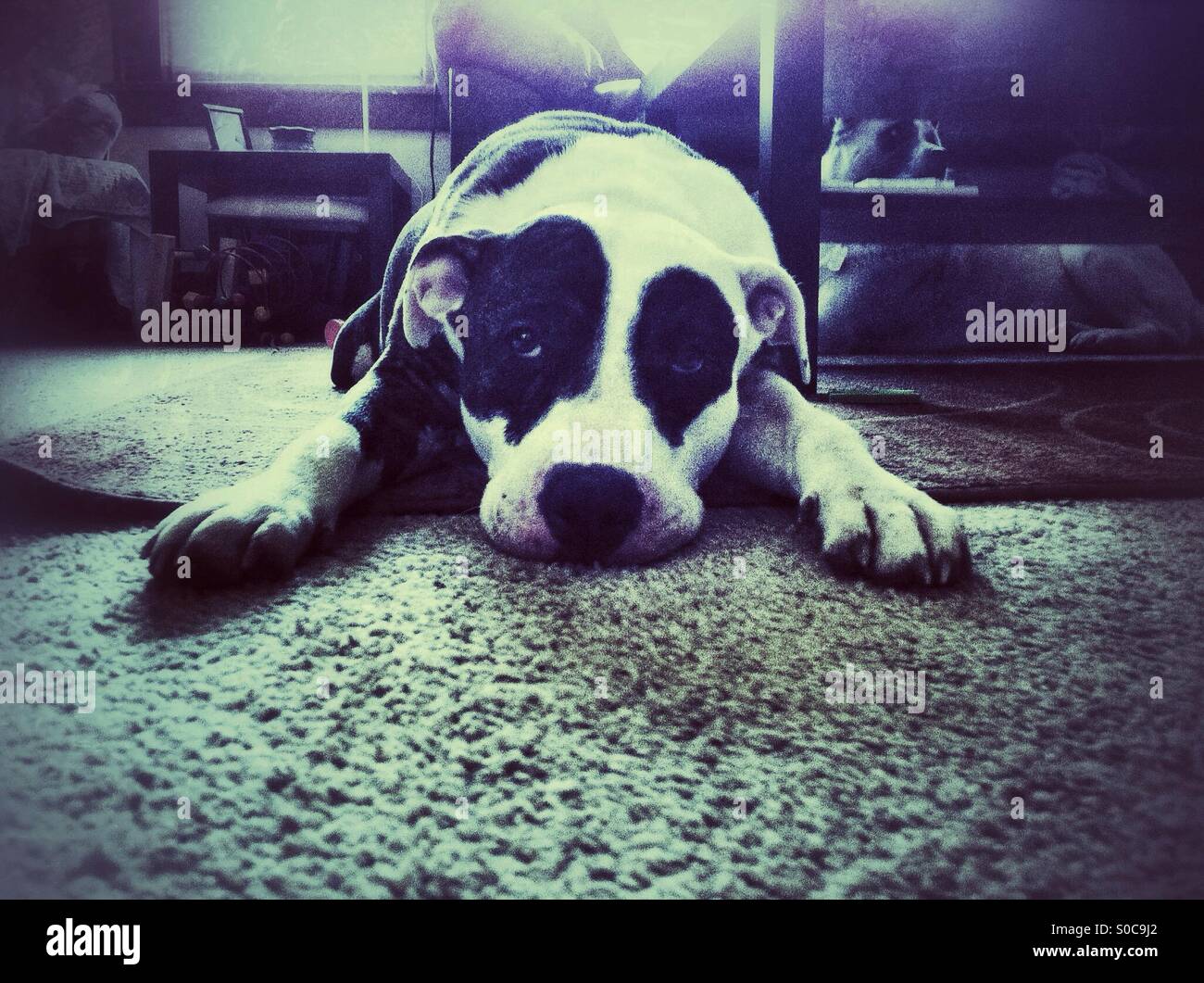 Sad looking pit bull on the carpet with his head between paws Stock ...