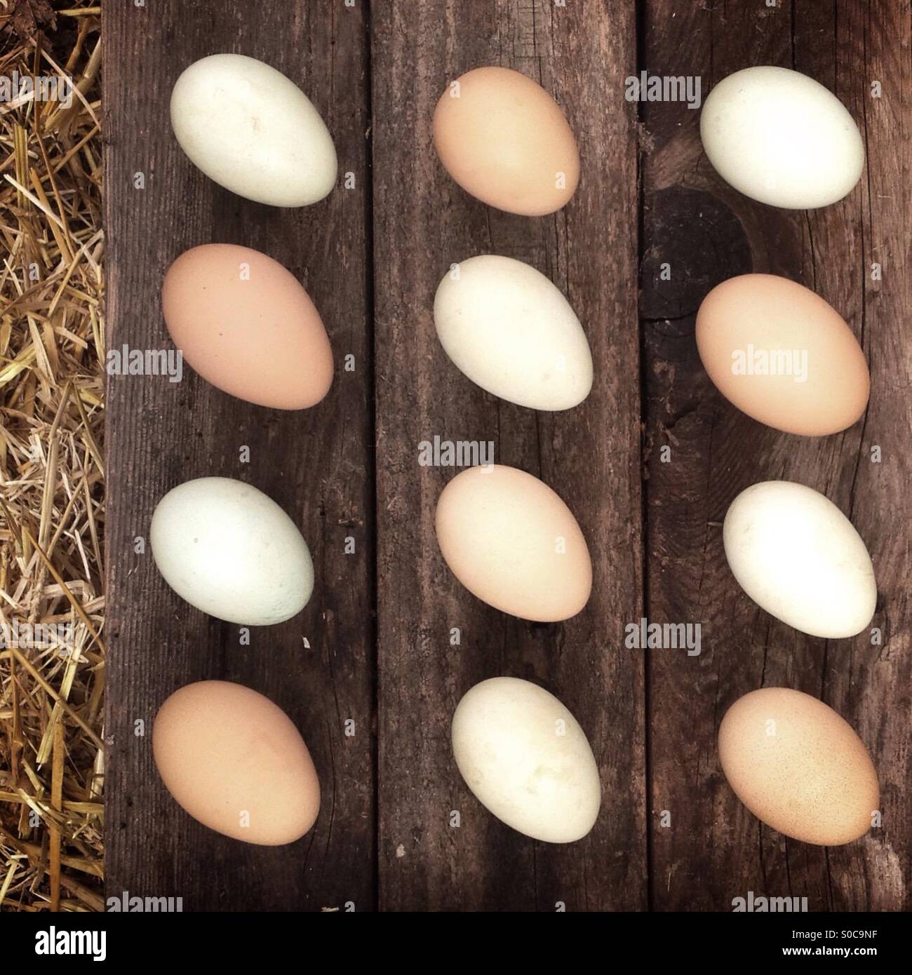 Dozen Egg Farm at Tracy Jacoby blog