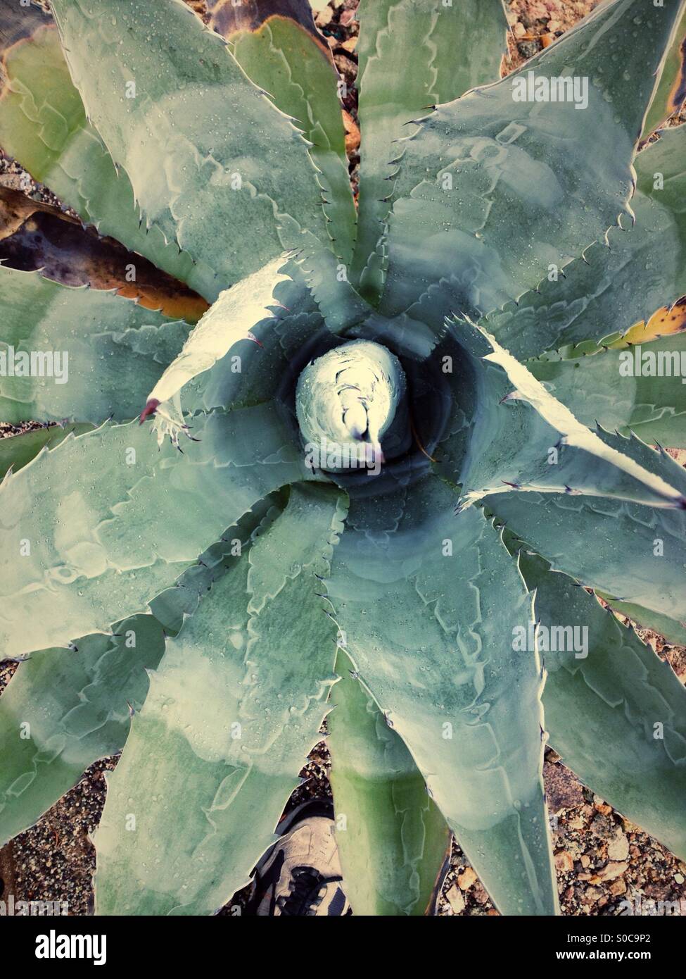 Agave in Arizona desert Stock Photo - Alamy