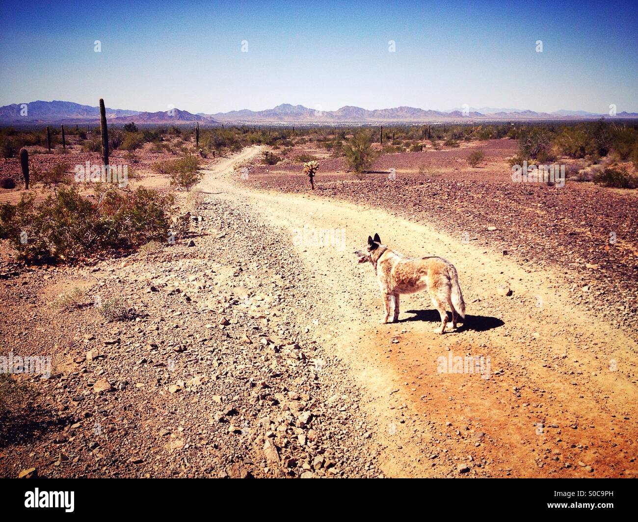 Desert road and dog Stock Photo - Alamy