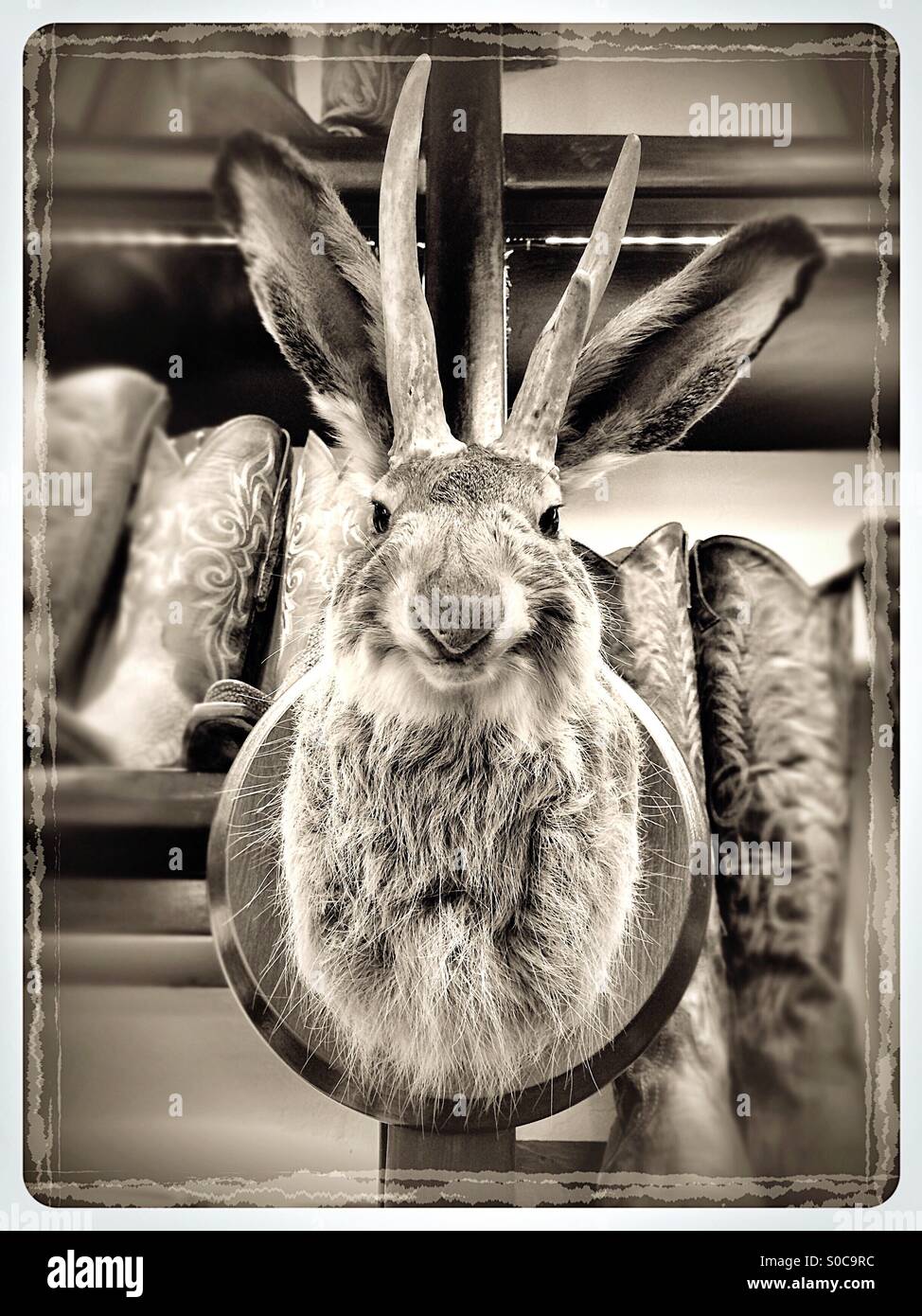 Jackalope hi-res stock photography and images - Alamy