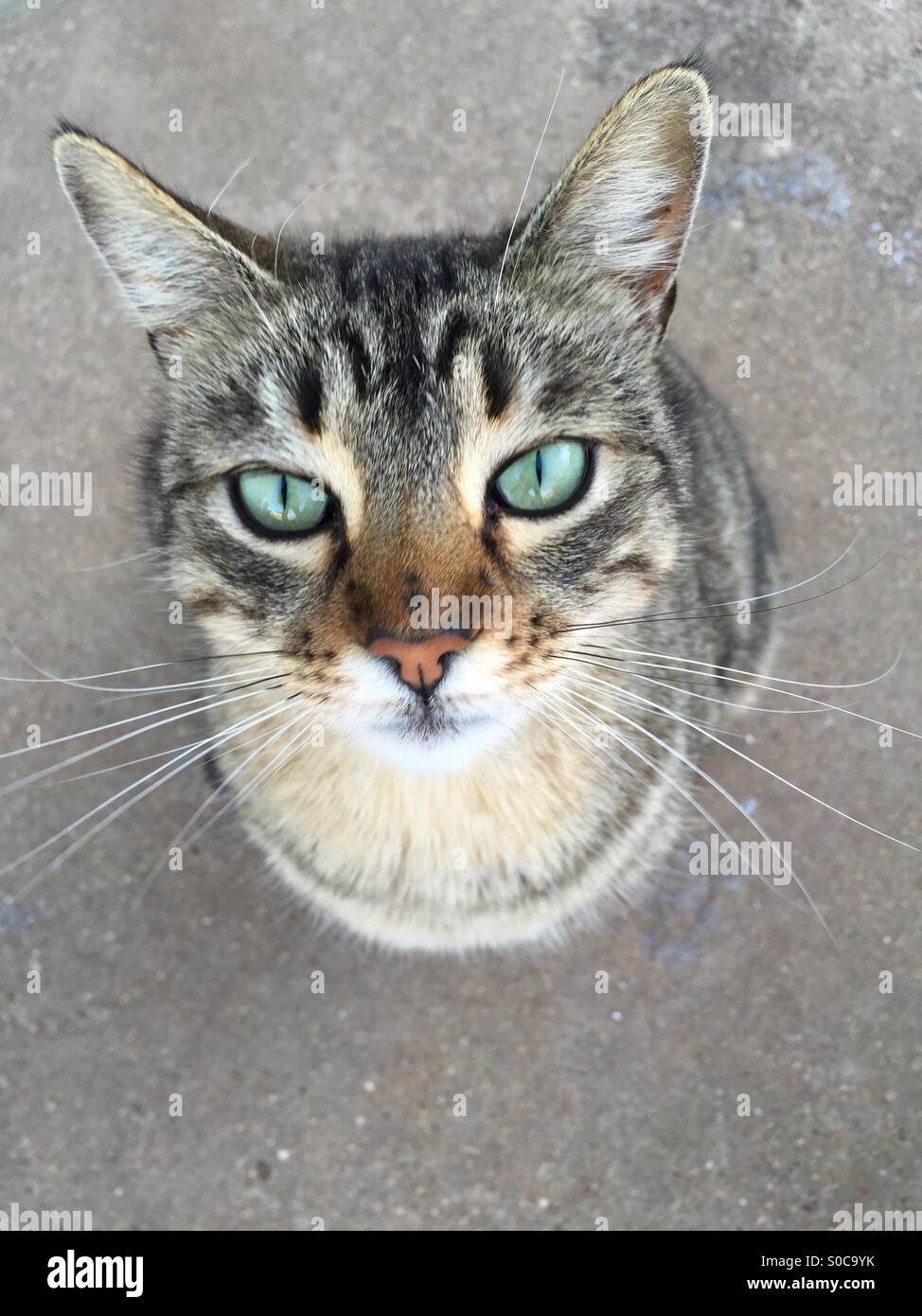 Gray cat outside hi-res stock photography and images - Alamy