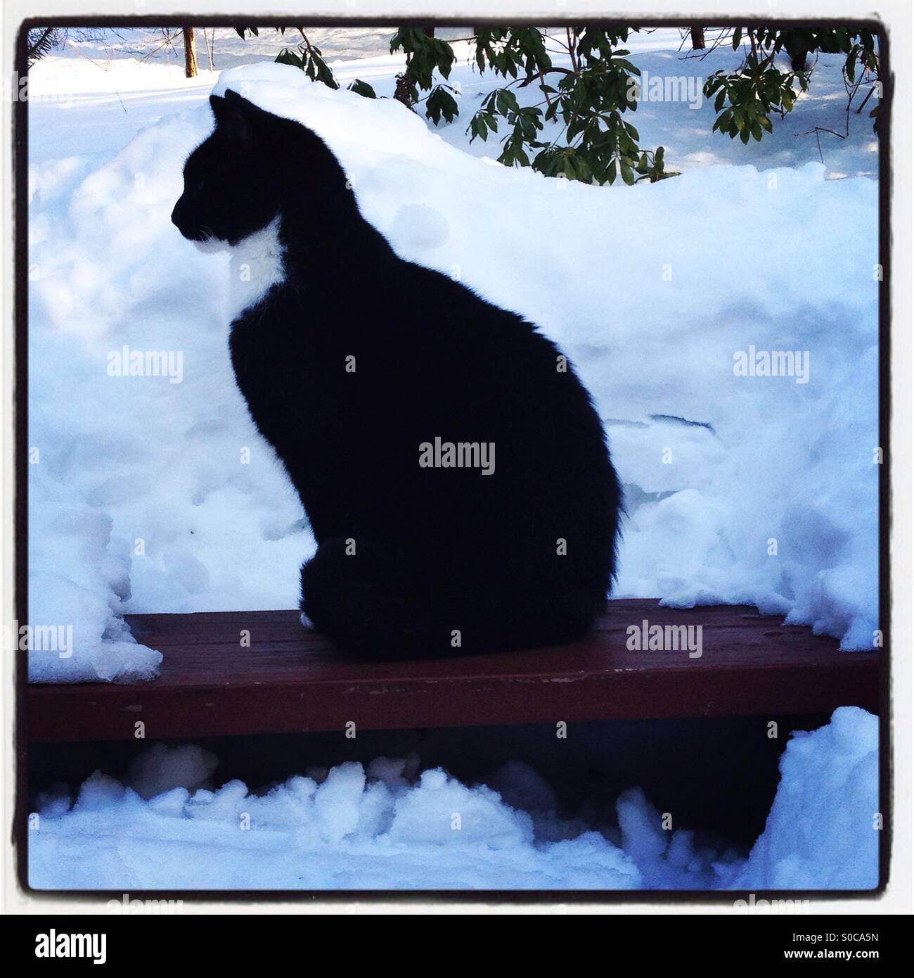 Cat profile hi-res stock photography and images - Alamy