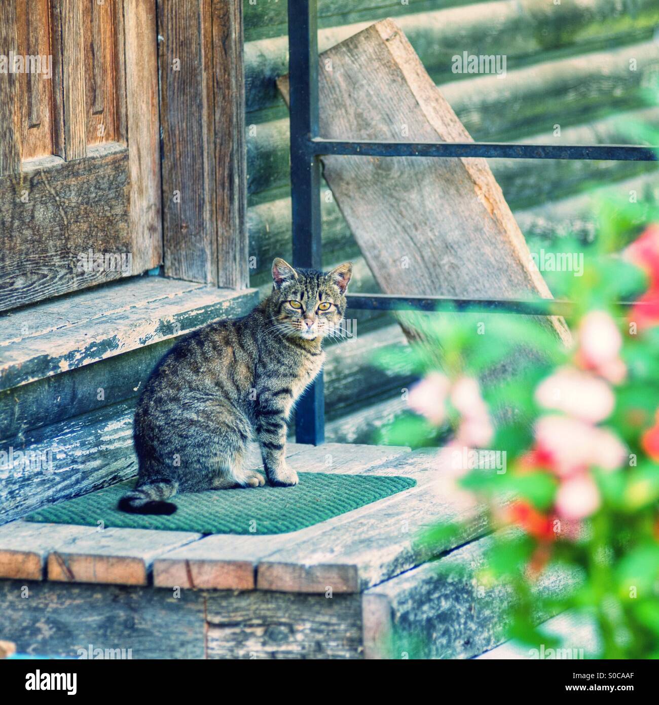 Cat guard hi-res stock photography and images - Alamy