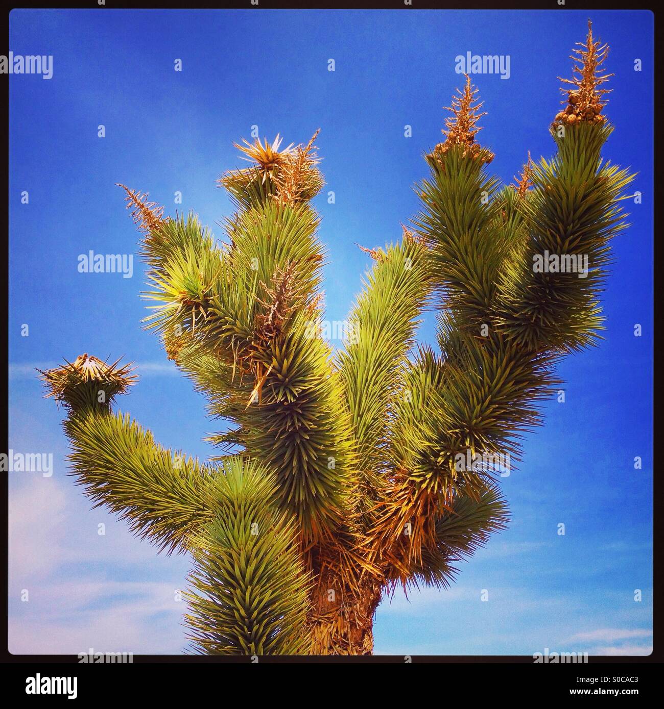 Joshua tree, mojave desert hi-res stock photography and images - Alamy