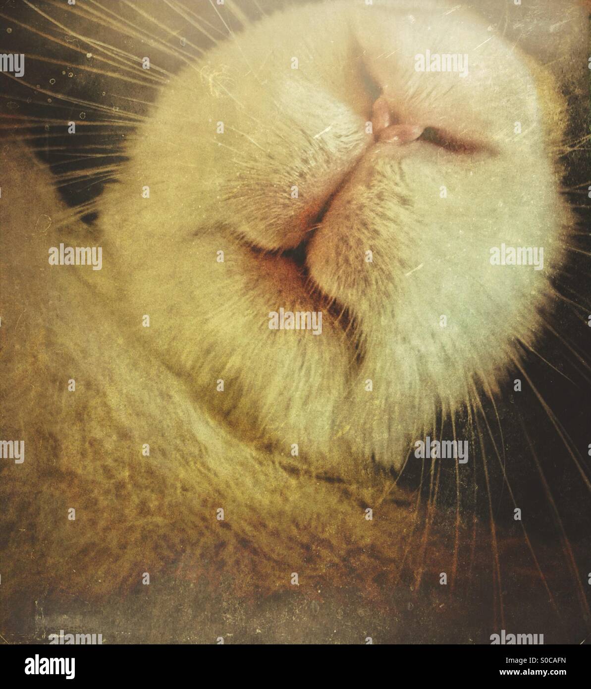 Black rabbit with white nose hi-res stock photography and images - Alamy