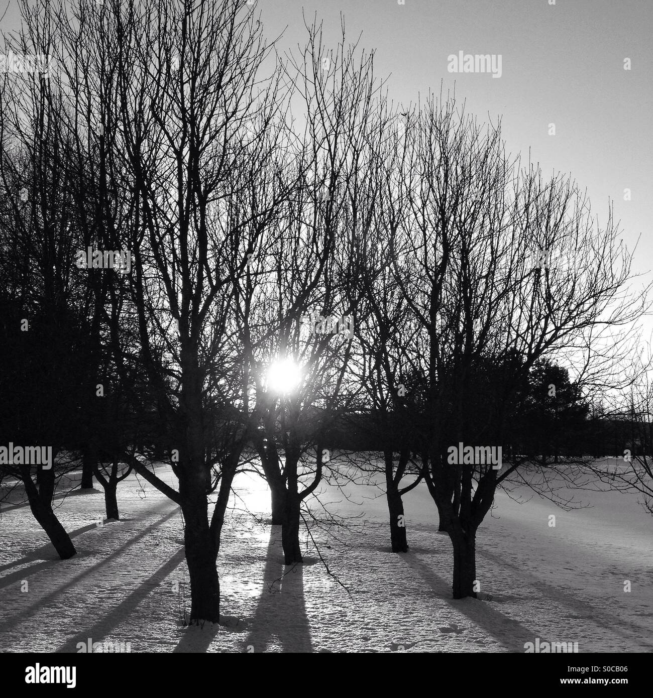 Sun with trees hi-res stock photography and images - Alamy