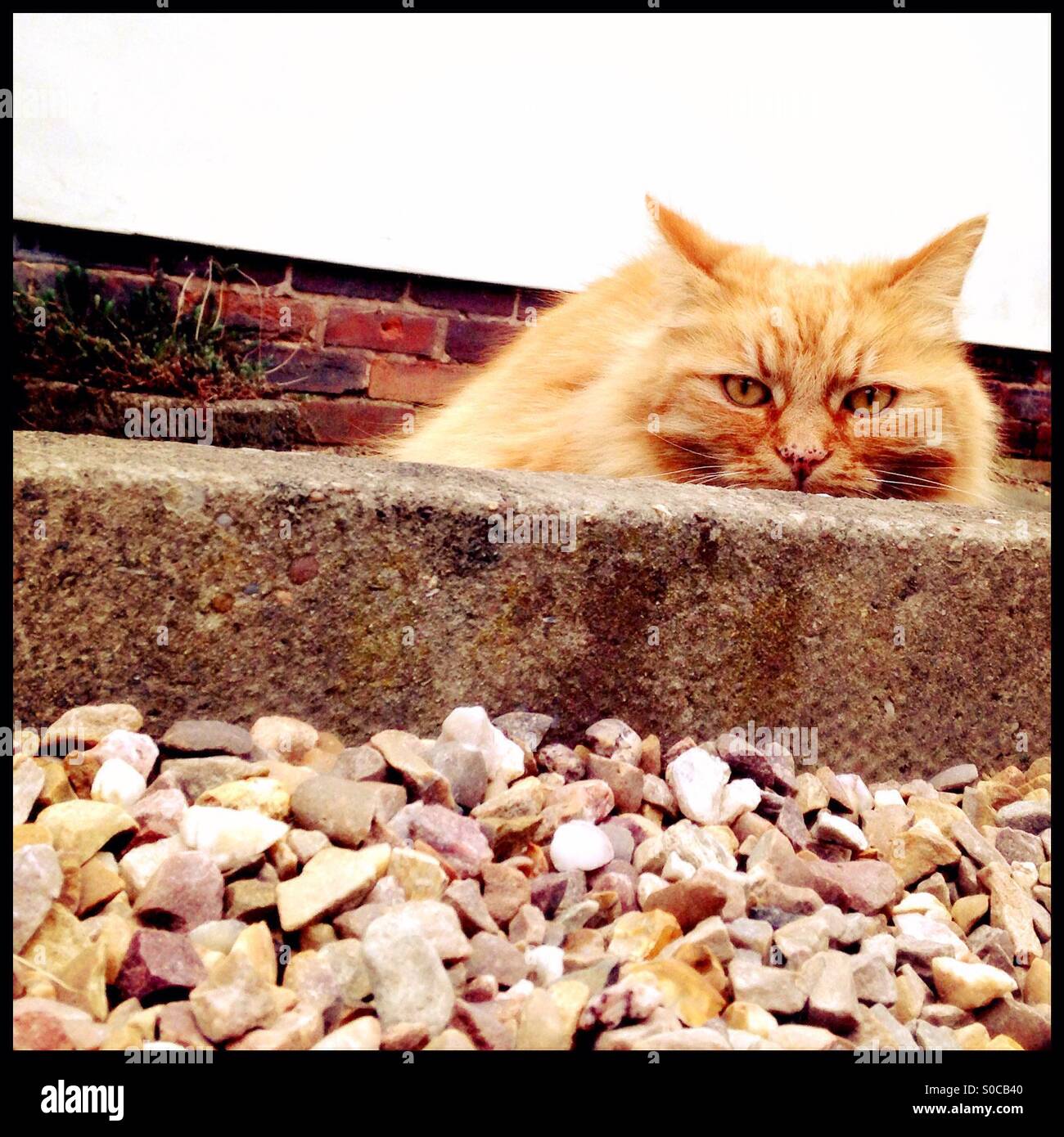 Pounce hi-res stock photography and images - Alamy