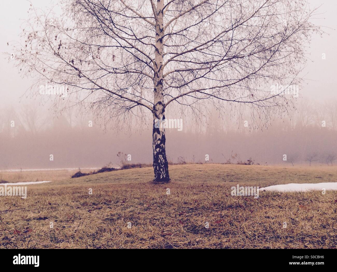 Base of the tree hi-res stock photography and images - Alamy