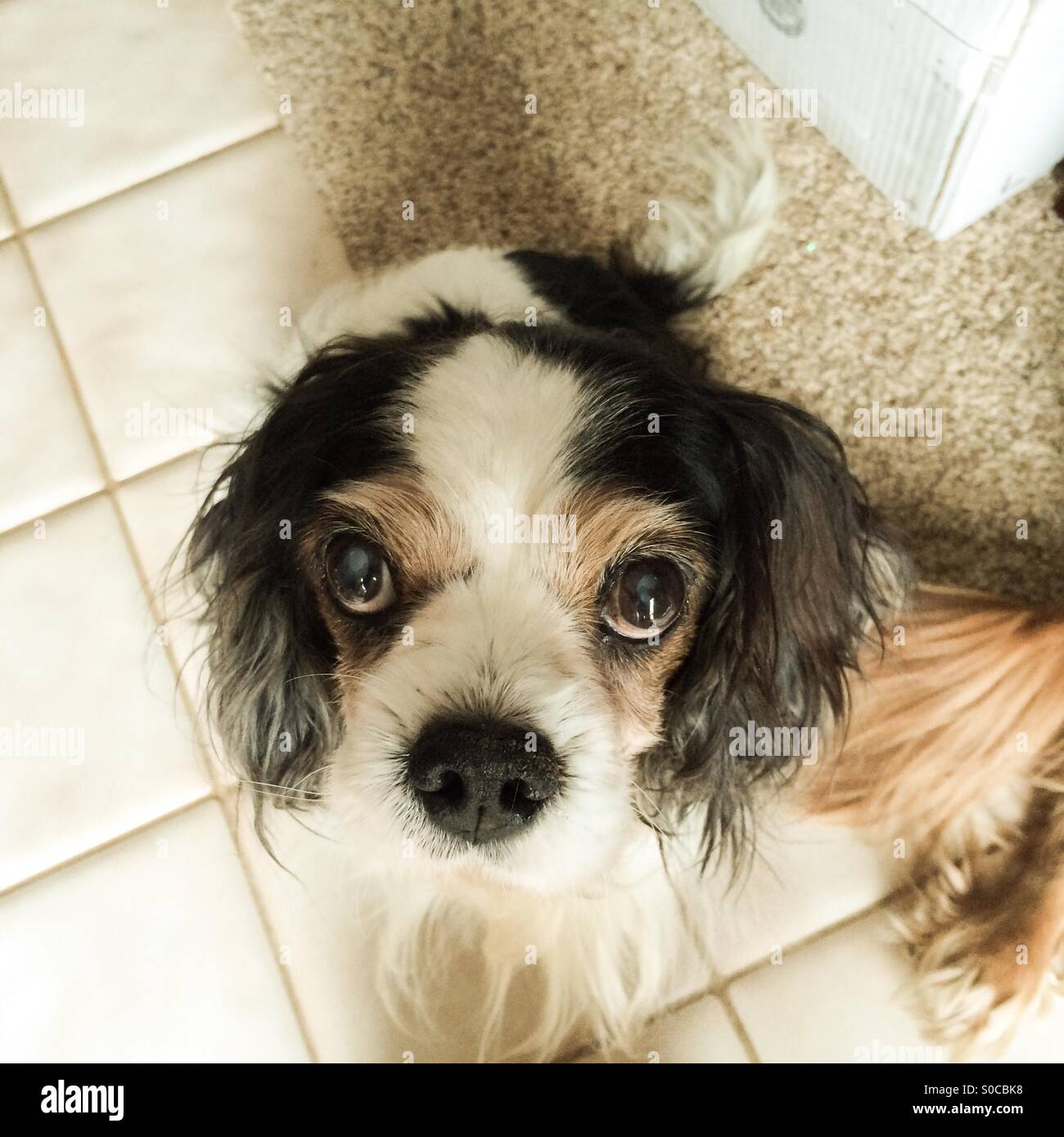 Puppy dog eyes hi-res stock photography and images - Alamy