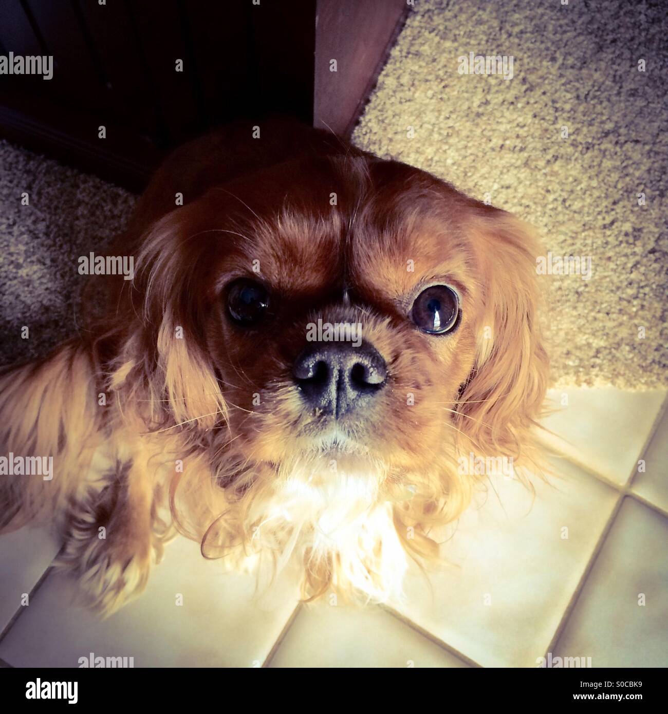 Where's my cookie Stock Photo - Alamy