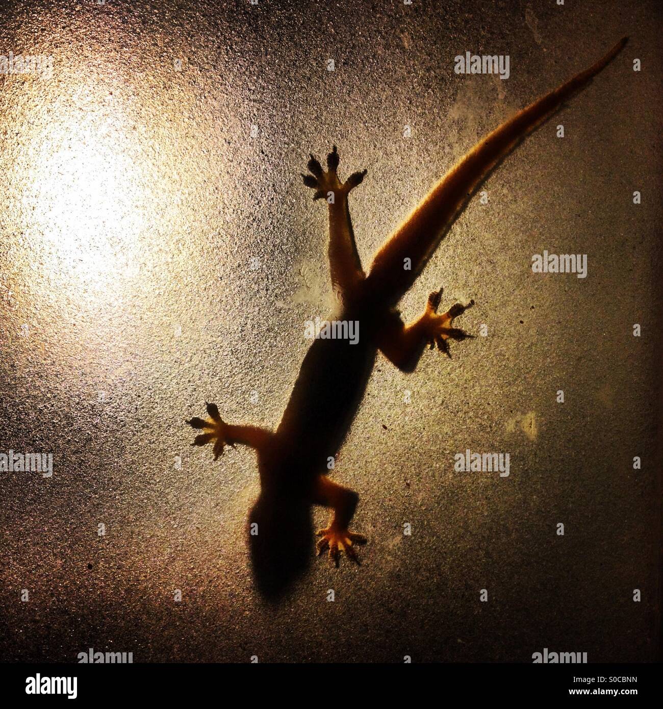 Small lizard on a glass Stock Photo - Alamy