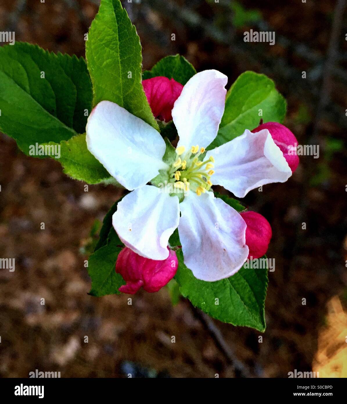 Apple bloom hi-res stock photography and images - Alamy